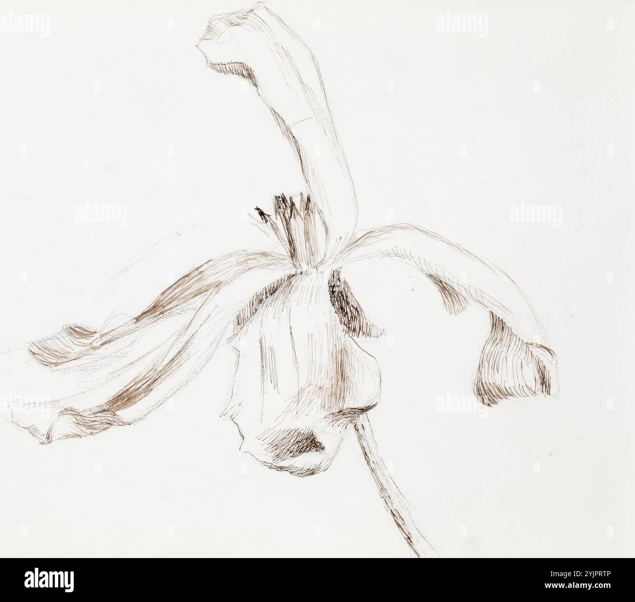 Wright, Ferdinand von, work, Seated girl, caricature, pencil, drawing ...