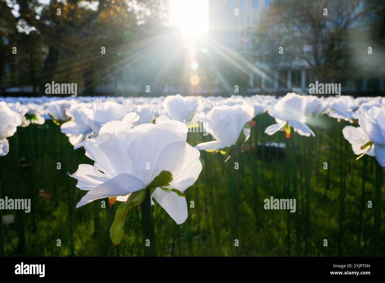 000 illuminated white roses hi-res stock photography and images - Alamy