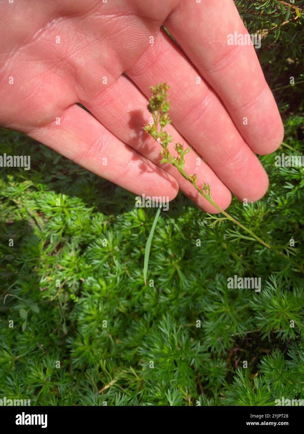 Partridgefoot (Luetkea pectinata Stock Photo - Alamy