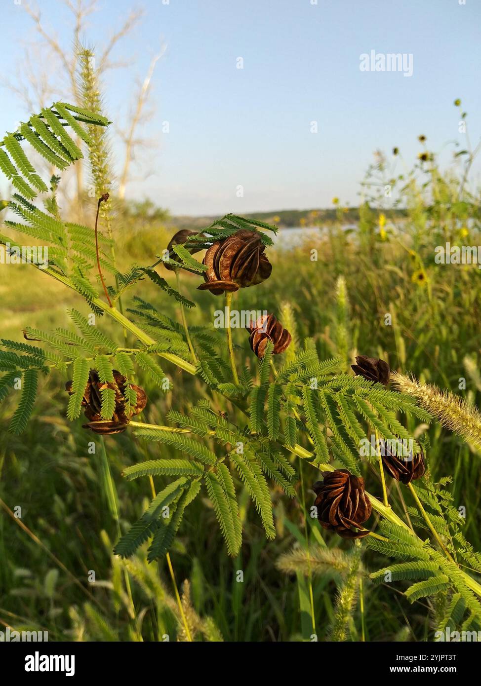 Illinois bundleflower (Desmanthus illinoensis Stock Photo - Alamy