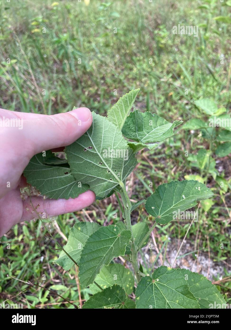 Flannel weed hi-res stock photography and images - Alamy