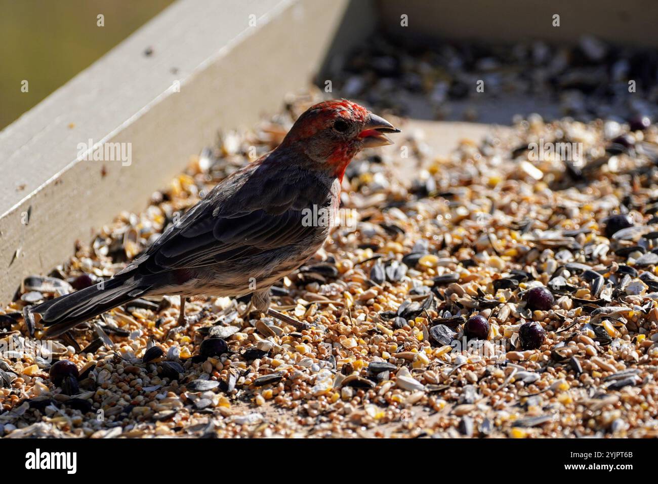 House Finch (Haemorhous mexicanus Stock Photo - Alamy