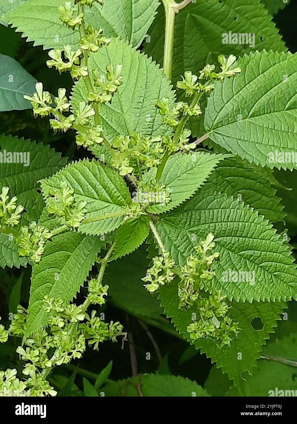 wood nettle (Laportea canadensis Stock Photo - Alamy