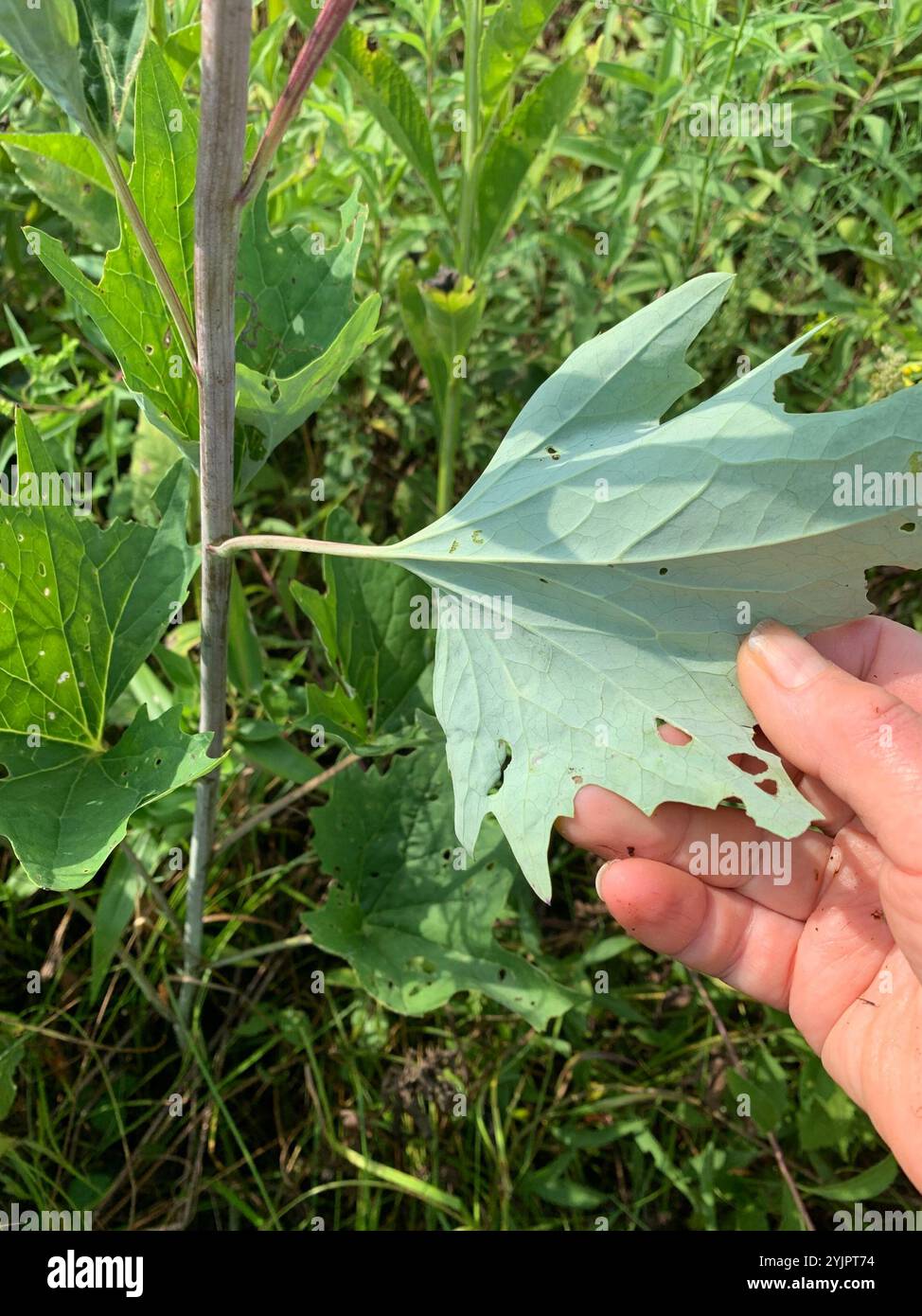 pale Indian plantain (Arnoglossum atriplicifolium Stock Photo - Alamy