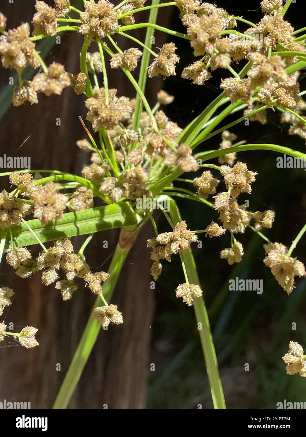 Panicled Bulrush (Scirpus microcarpus Stock Photo - Alamy