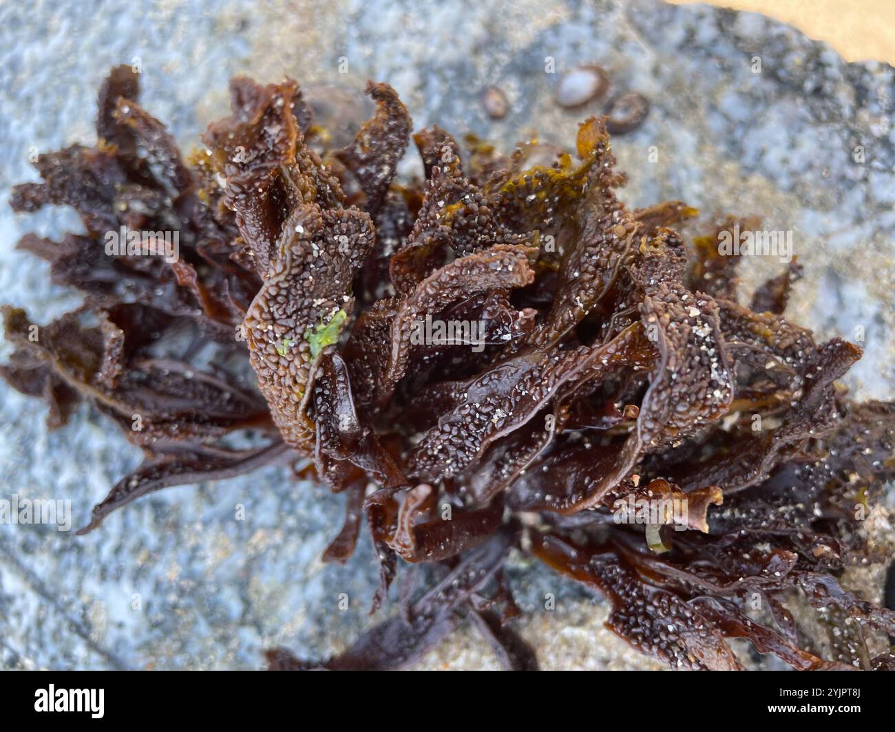 Mastocarpus papillatus hi-res stock photography and images - Alamy