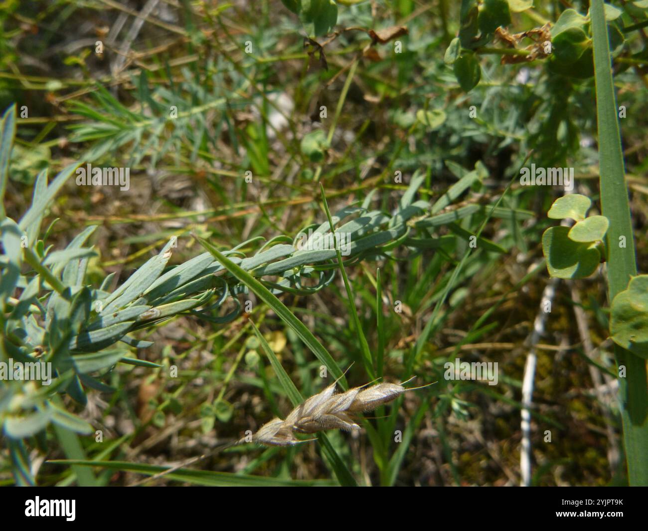 steppe spurge (Euphorbia seguieriana Stock Photo - Alamy