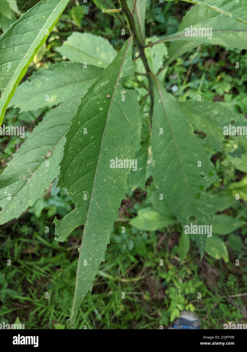 Wingstem (Verbesina alternifolia Stock Photo - Alamy
