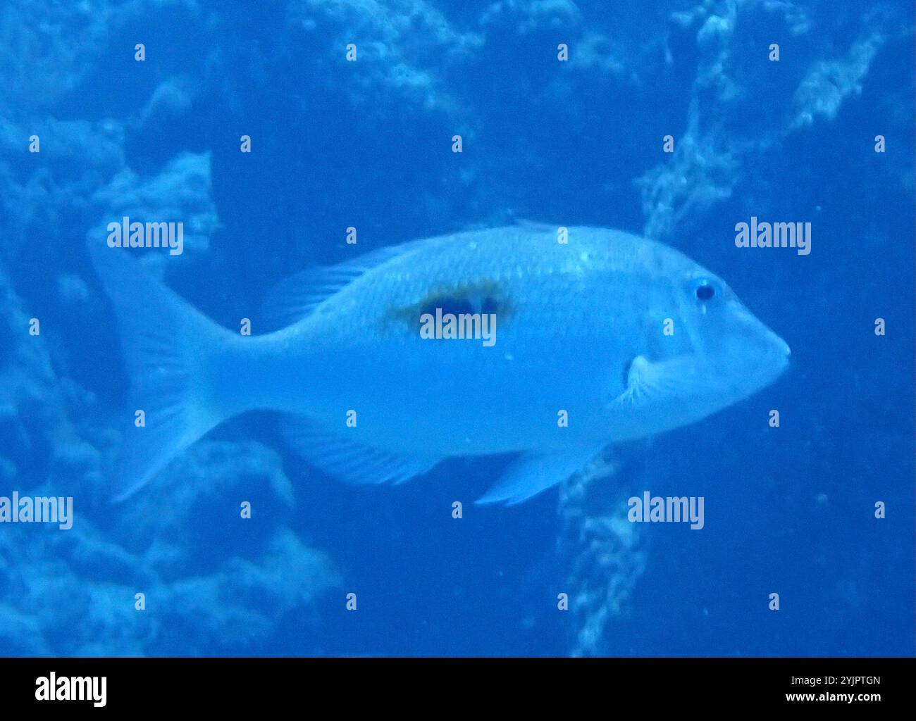 Thumbprint Emperor (Lethrinus harak Stock Photo - Alamy