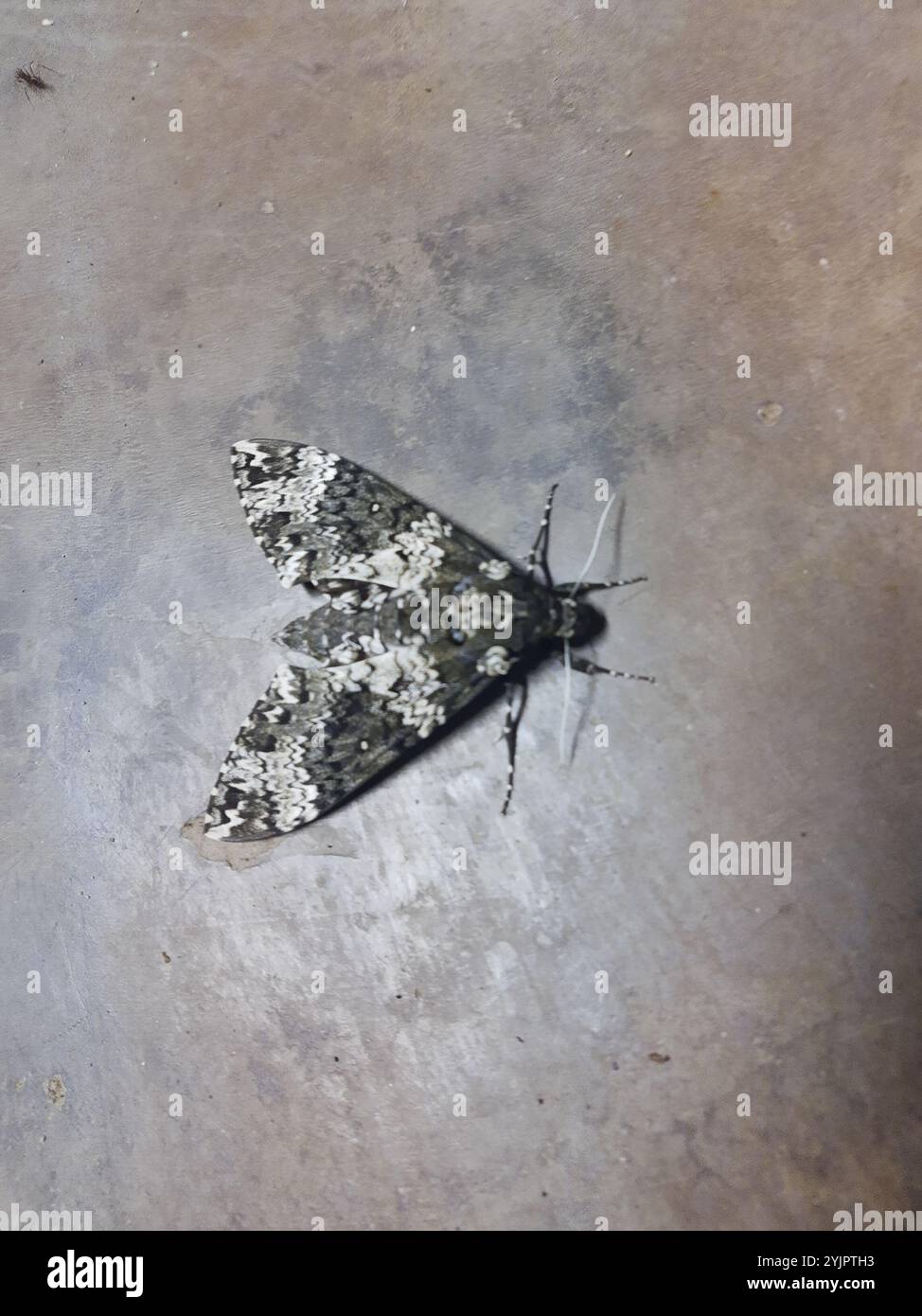 Rustic Sphinx (Manduca rustica Stock Photo - Alamy