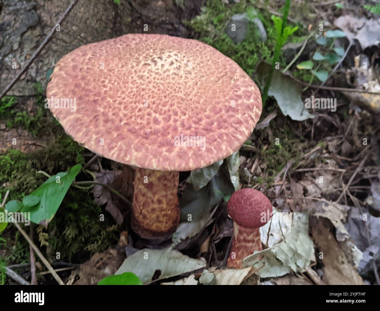 Painted Suillus (Suillus spraguei Stock Photo - Alamy