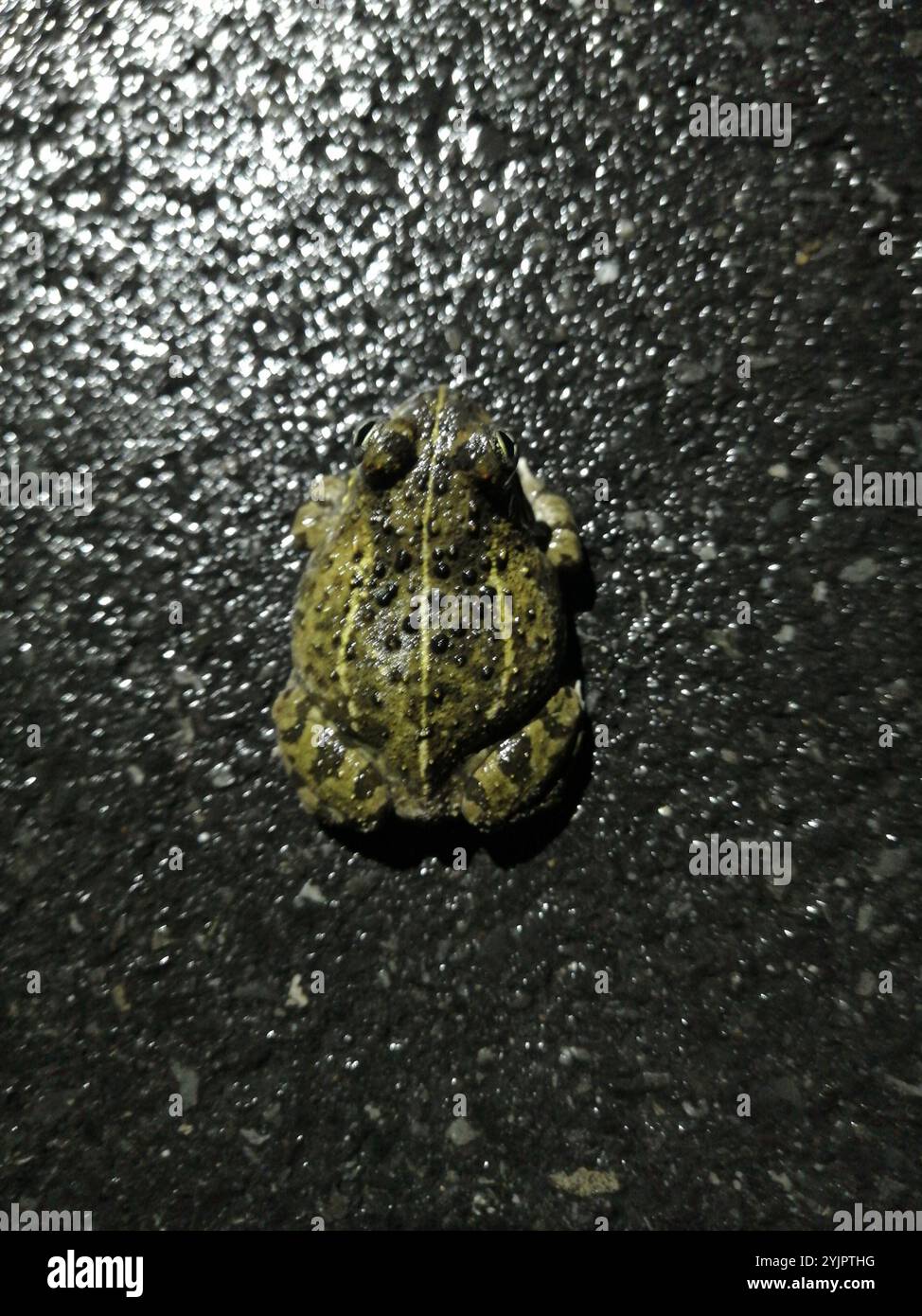 Cape sand frog (Tomopterna delalandii Stock Photo - Alamy