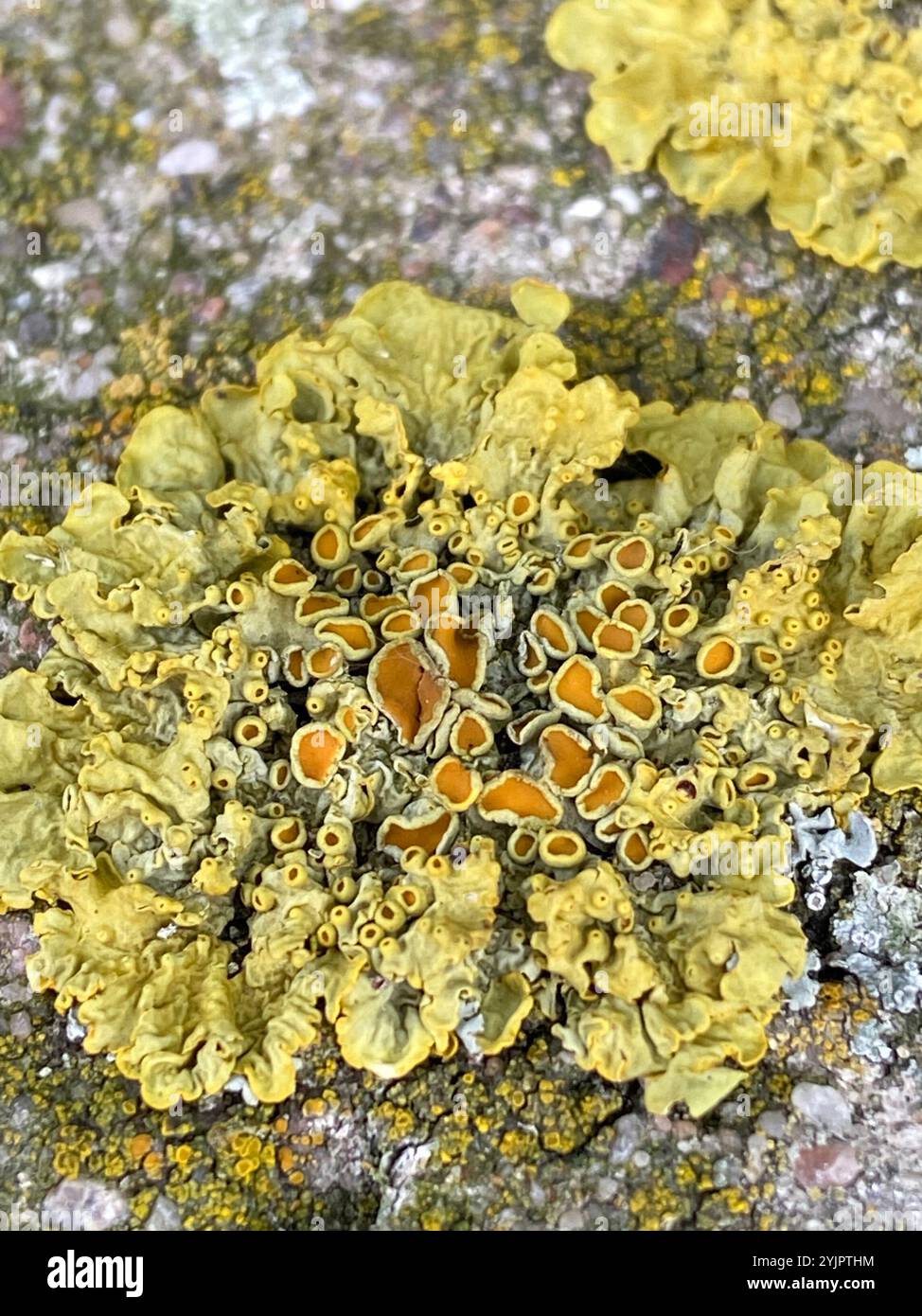 Common Sunburst Lichen (Xanthoria parietina Stock Photo - Alamy