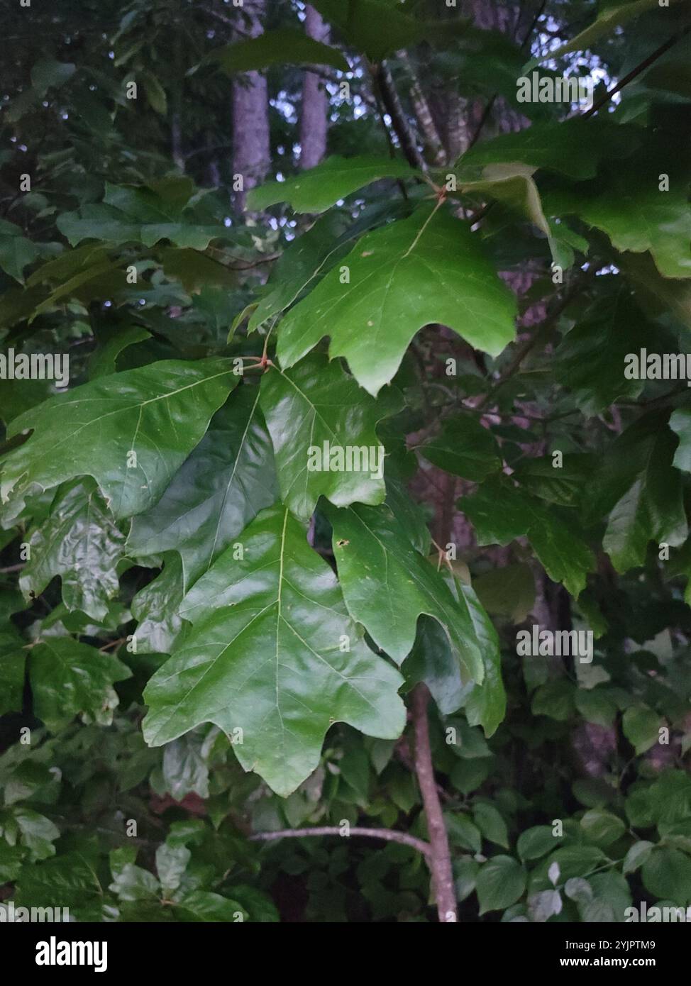 southern red oak (Quercus falcata Stock Photo - Alamy