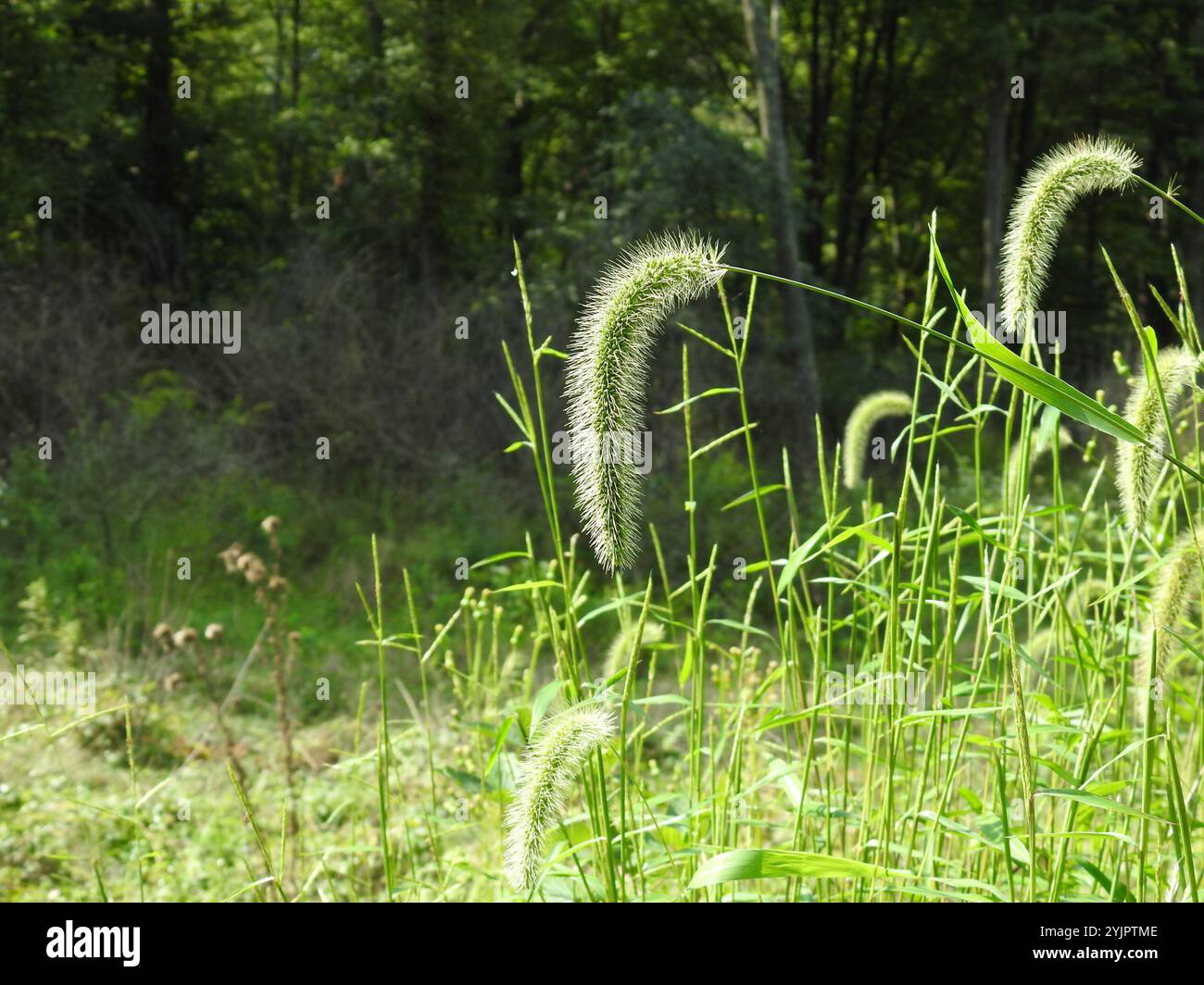 giant foxtail (Setaria faberi Stock Photo - Alamy