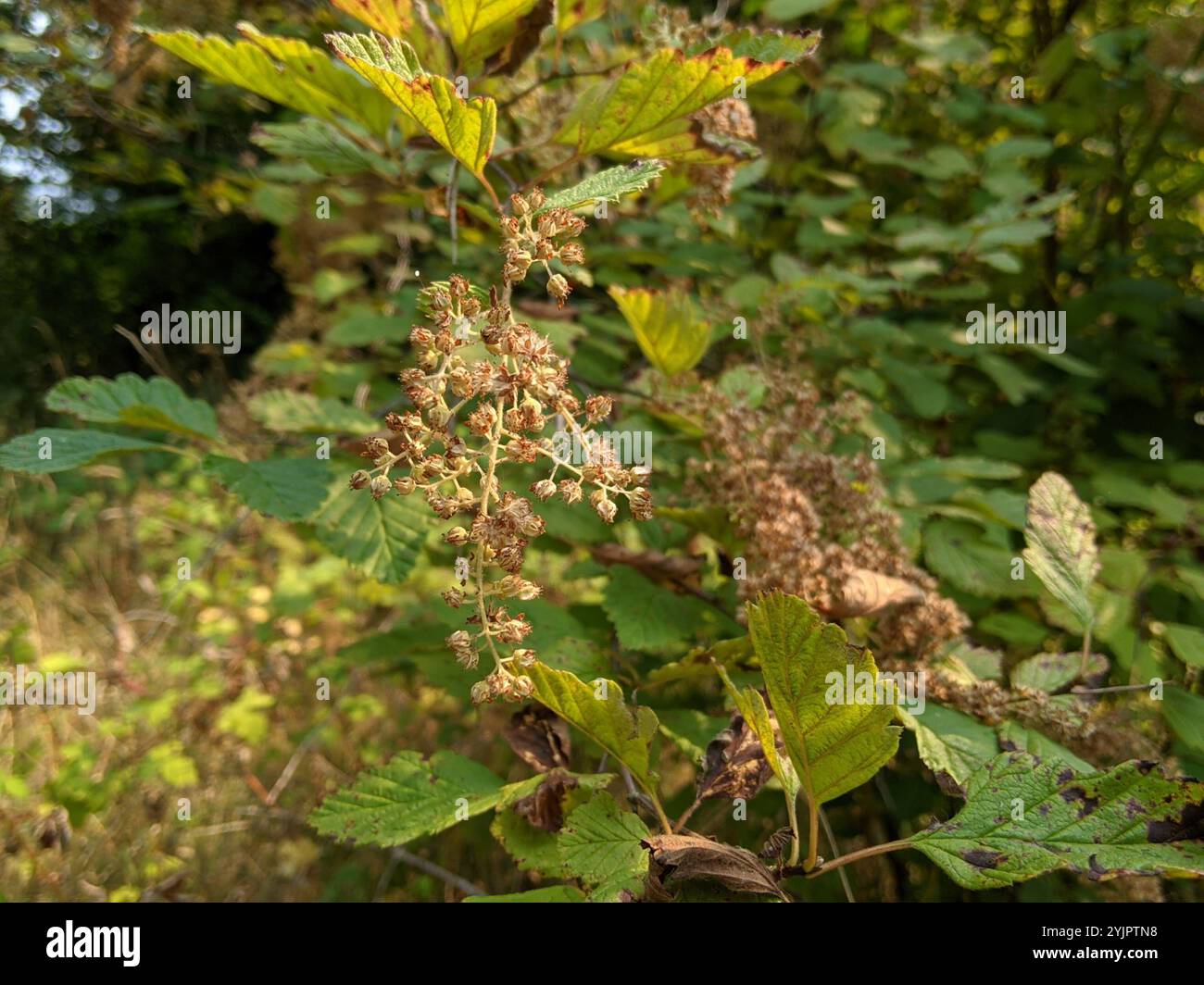 Ocean spray (Holodiscus discolor Stock Photo - Alamy
