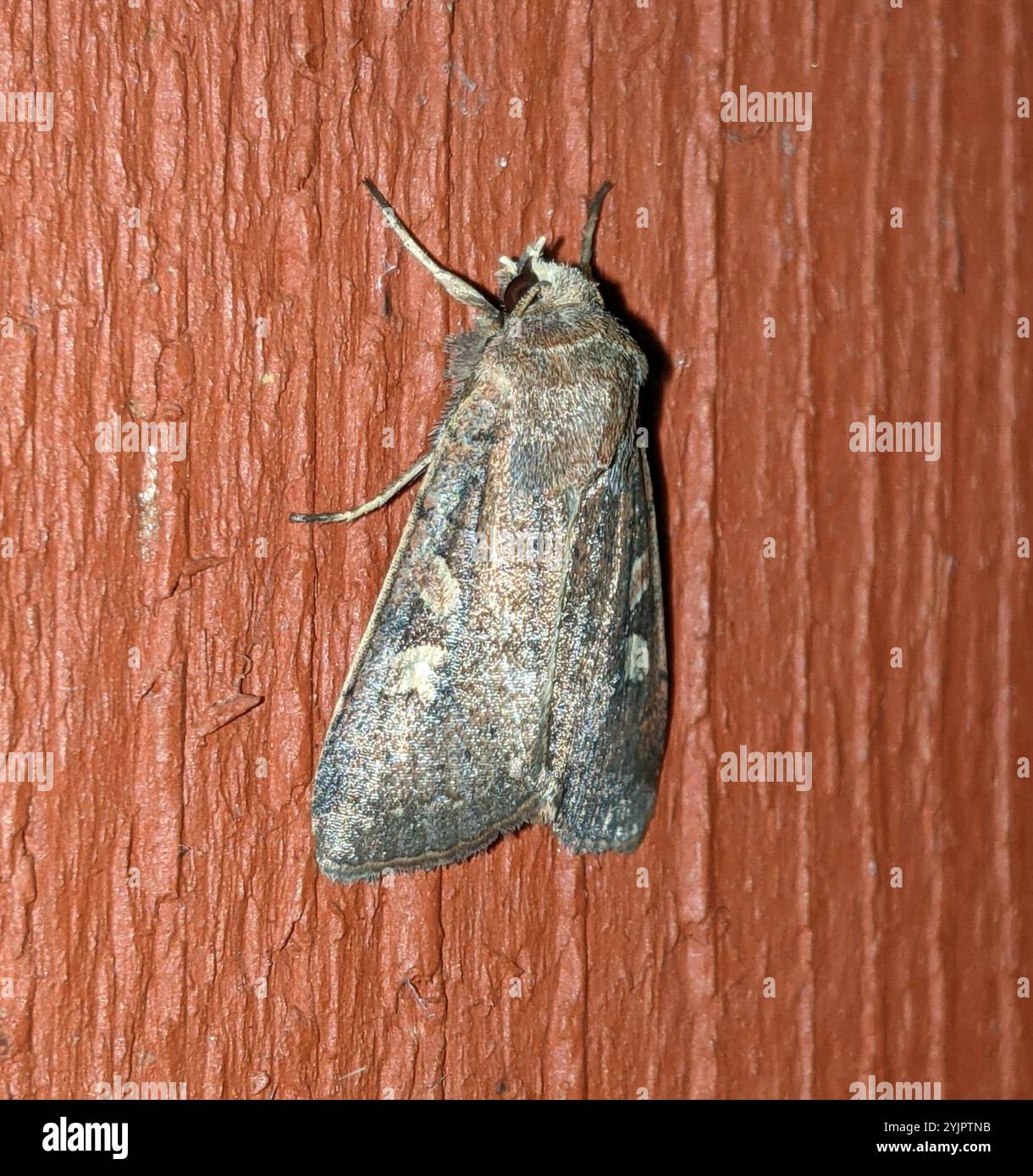 Square-spot Rustic (Xestia xanthographa Stock Photo - Alamy