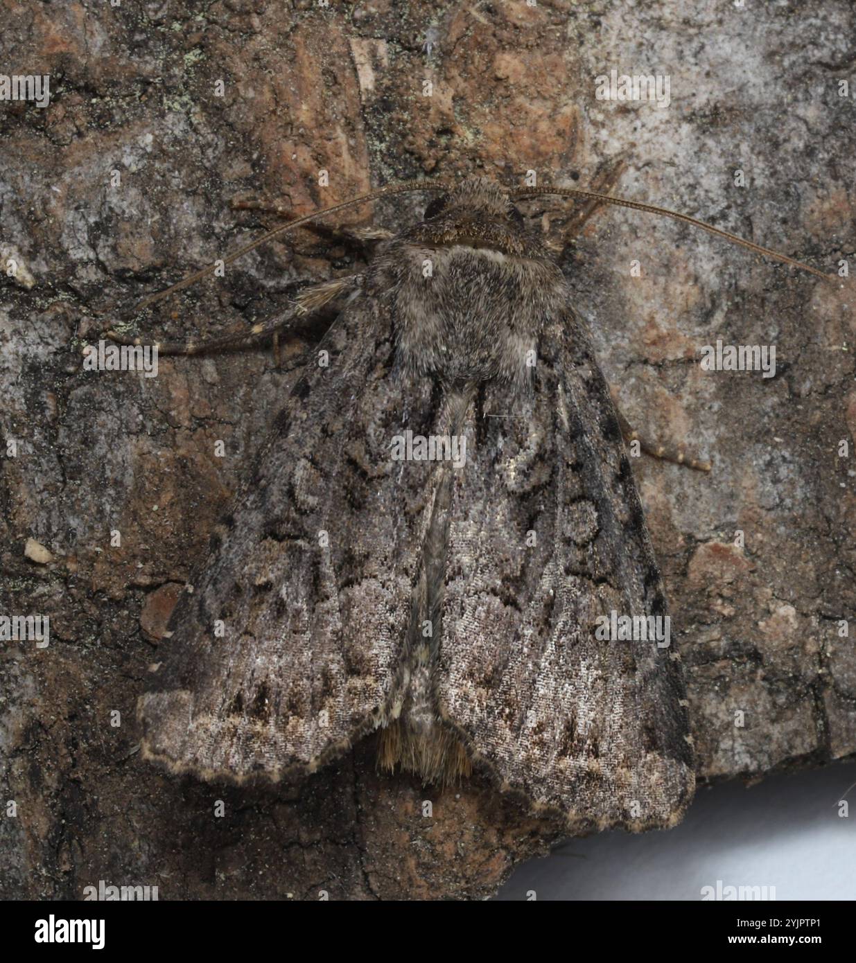 Glassy Cutworm Moth (Apamea devastator Stock Photo - Alamy