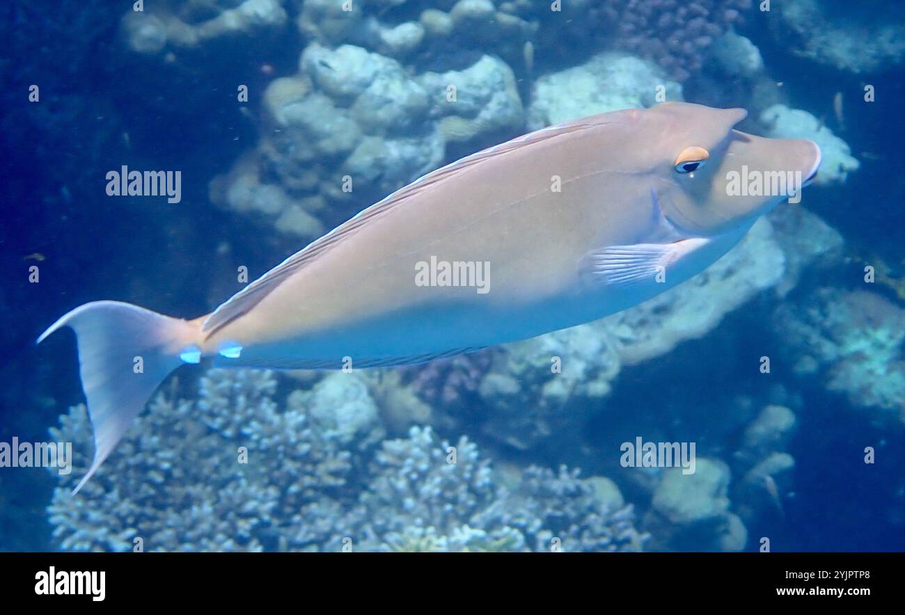 Bluespine Unicornfish (Naso unicornis Stock Photo - Alamy