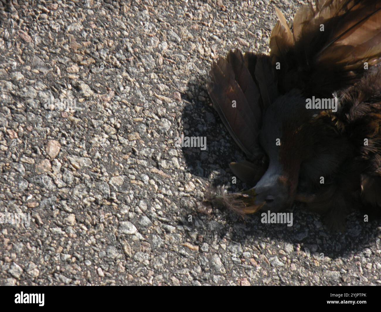 Giant Wood-Rail (Aramides ypecaha Stock Photo - Alamy