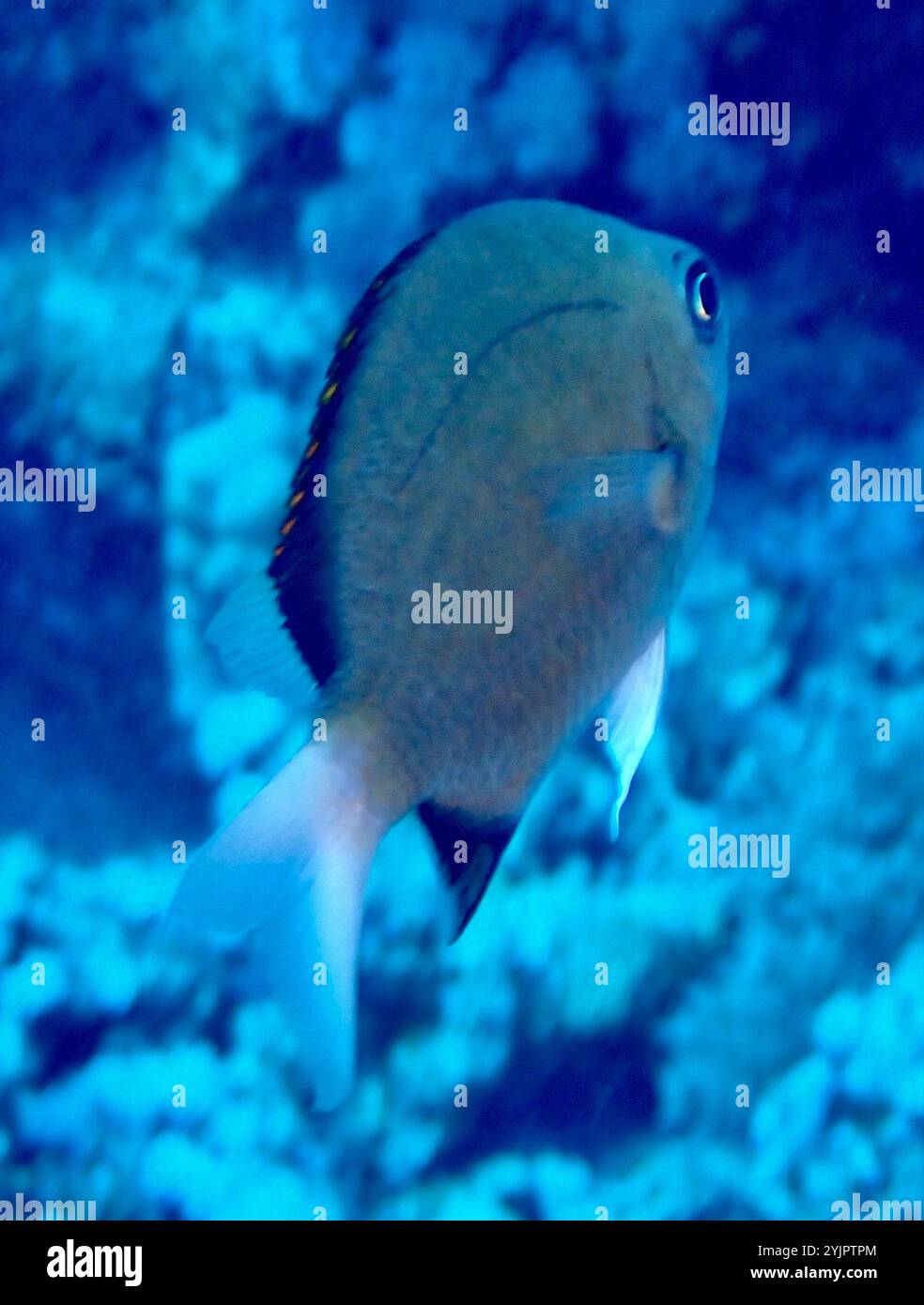 Yellow-edge Chromis (Chromis pembae Stock Photo - Alamy