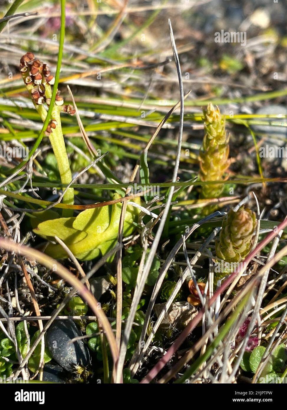 Moonwort botrychium lunaria hi-res stock photography and images - Alamy