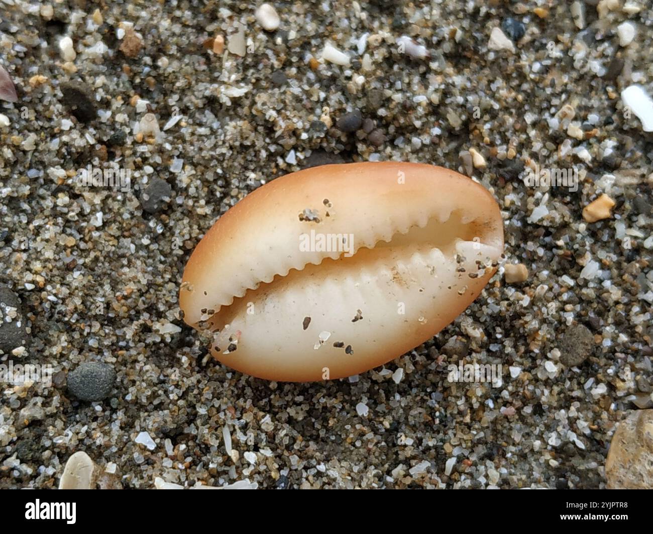 Snakehead Cowrie (Monetaria caputserpentis Stock Photo - Alamy