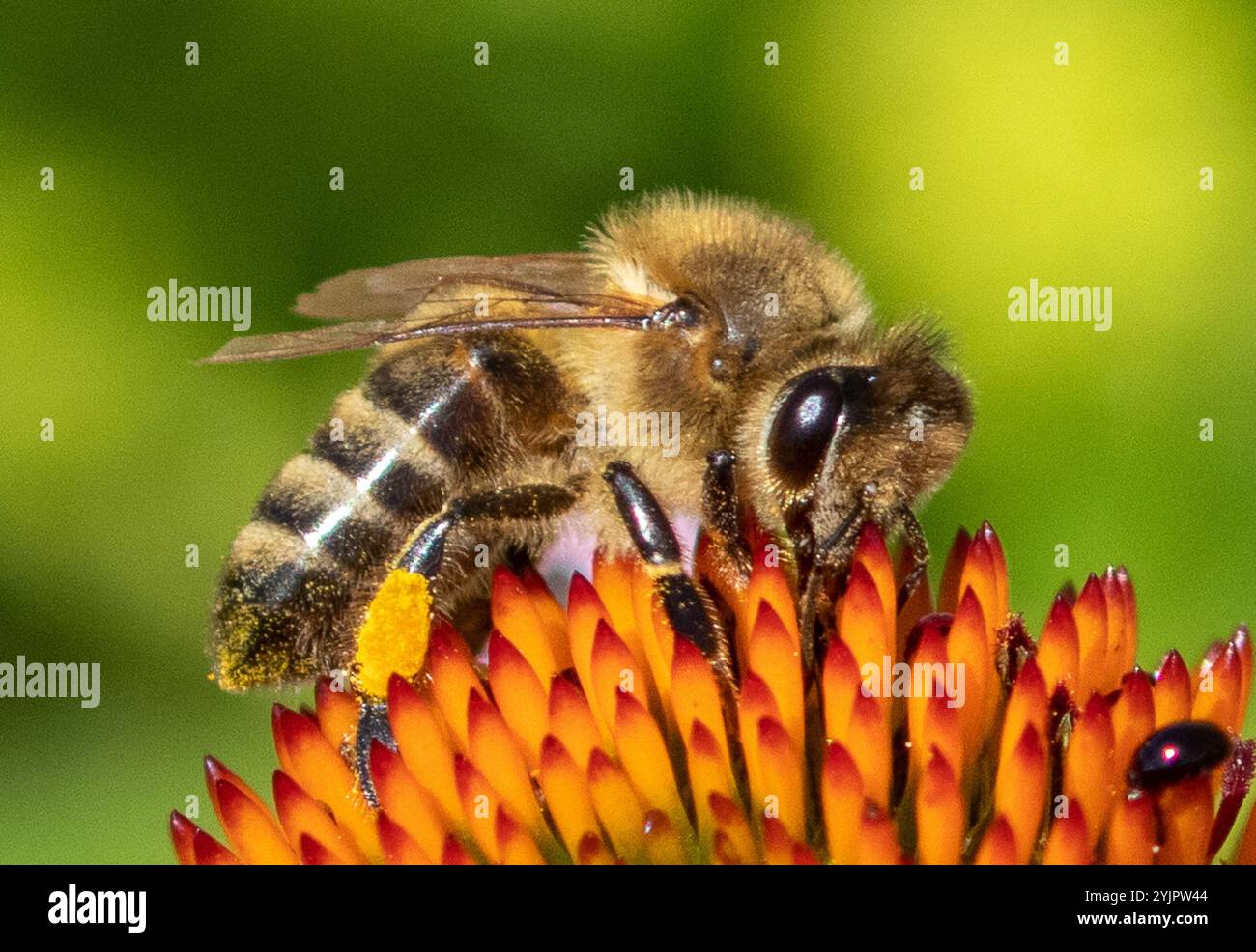 Western Honey Bee (Apis mellifera Stock Photo - Alamy