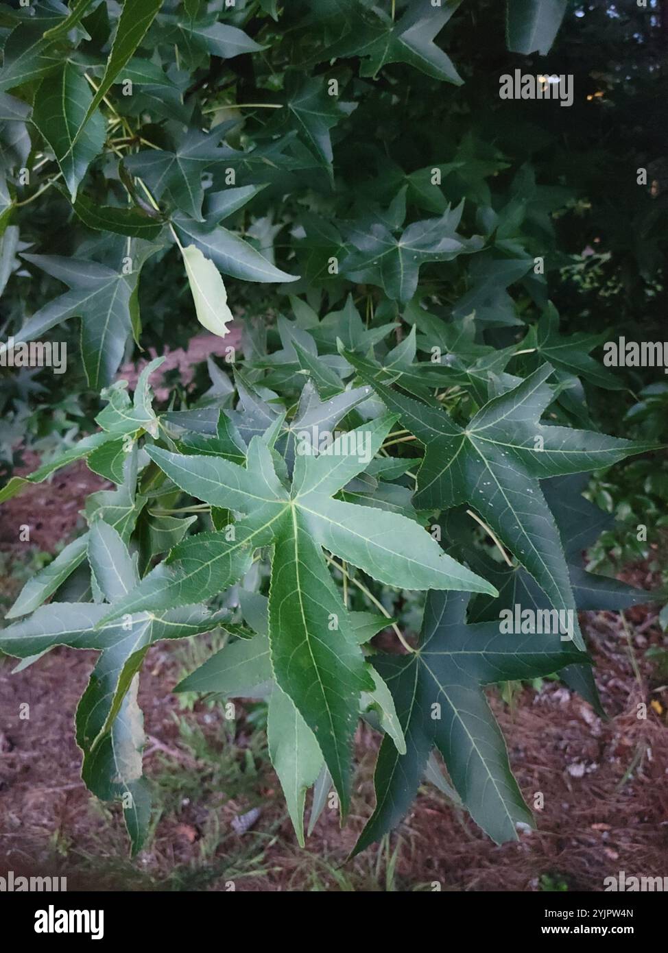 American sweetgum (Liquidambar styraciflua Stock Photo - Alamy
