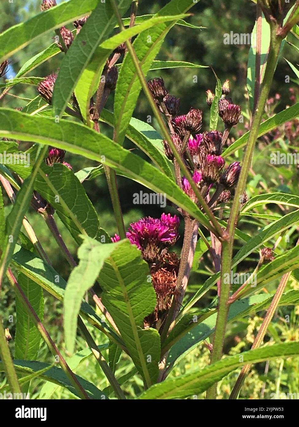 New York ironweed (Vernonia noveboracensis Stock Photo - Alamy