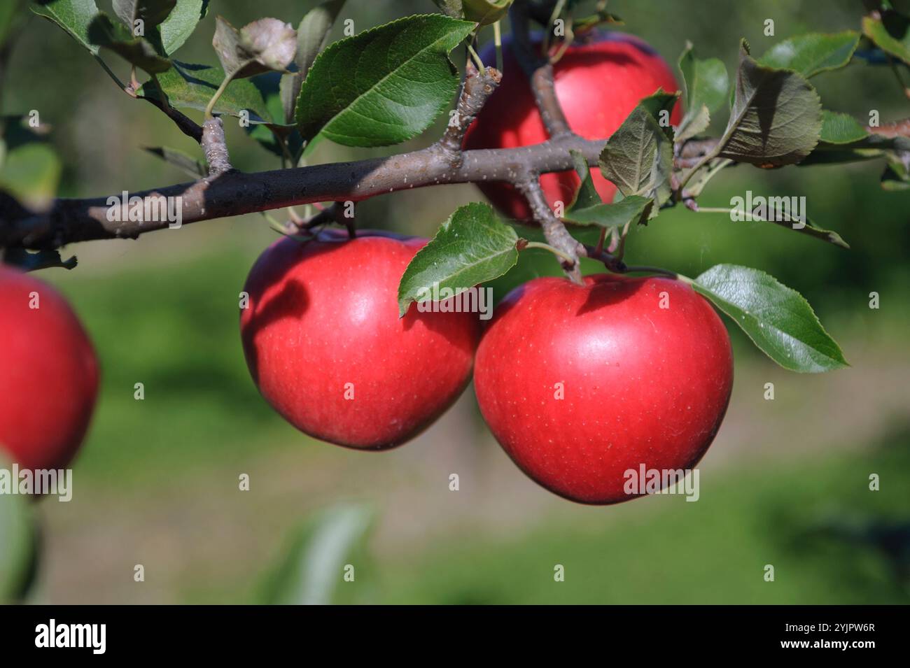 Apfel, Malus domestica Jester, Apple, Malus domestica Jester Stock ...