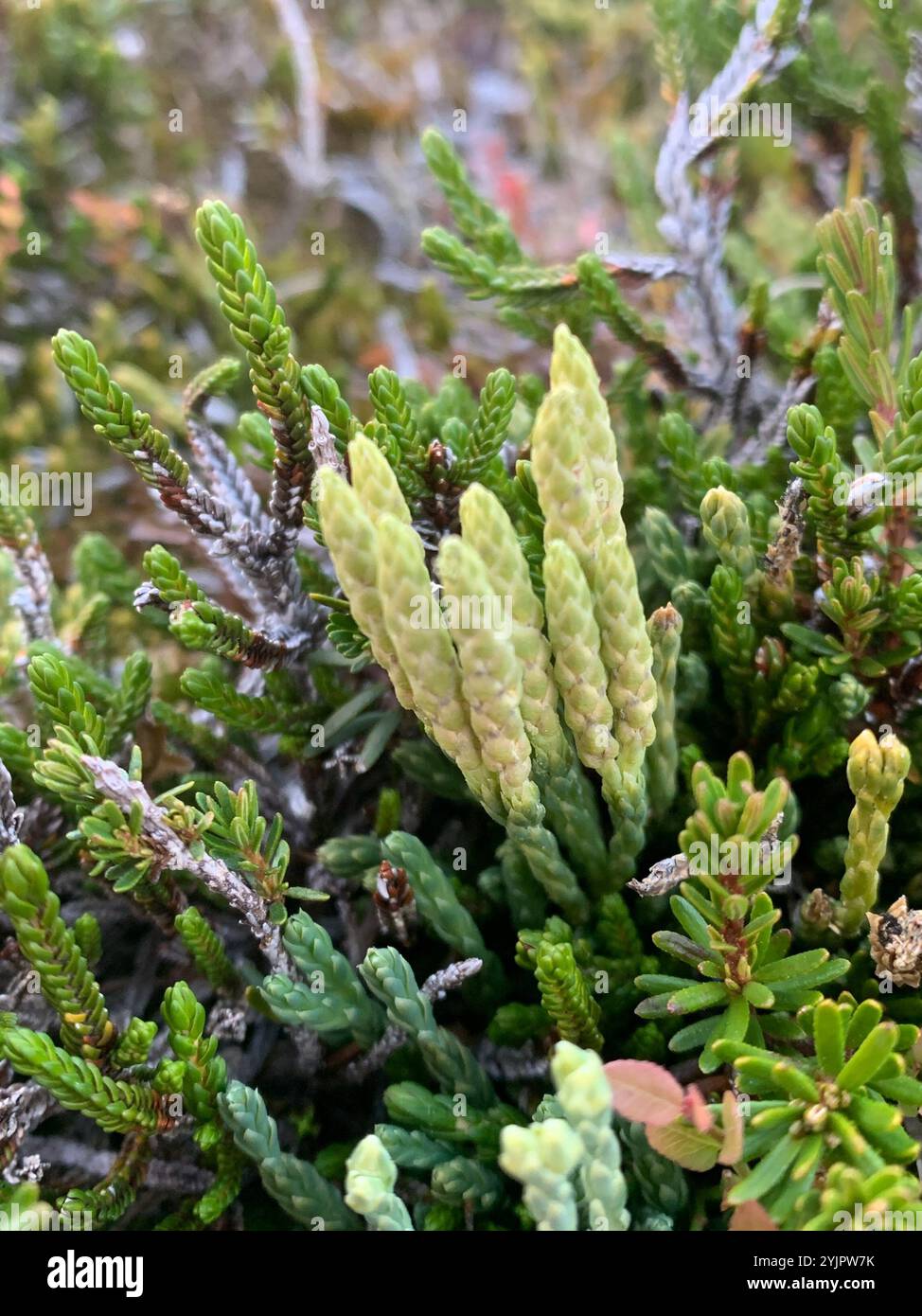 alpine clubmoss (Diphasiastrum alpinum Stock Photo - Alamy