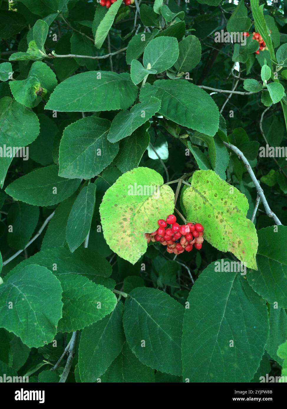 Wayfaring-tree (Viburnum lantana Stock Photo - Alamy