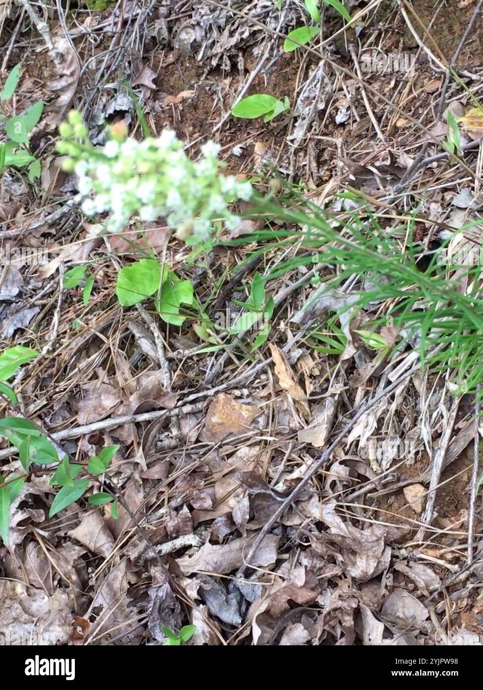 whorled milkweed (Asclepias verticillata Stock Photo - Alamy