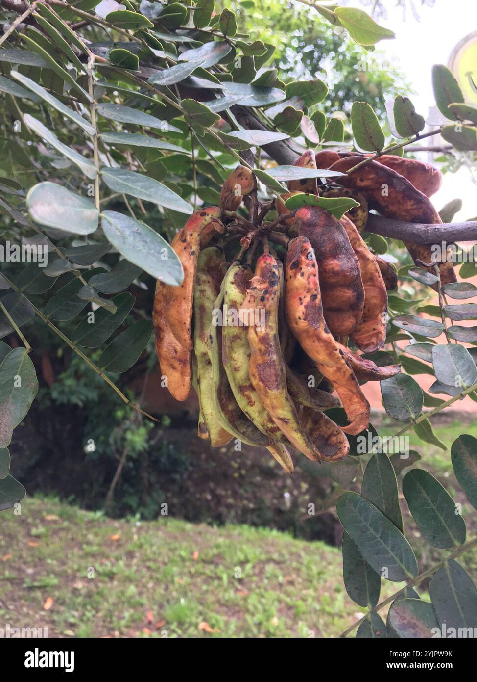 Tara (Tara spinosa Stock Photo - Alamy