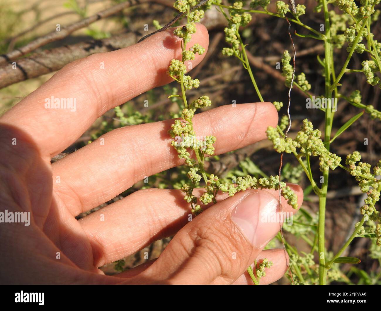 Eurasian maple-leaved goosefoot (Chenopodiastrum hybridum Stock Photo ...