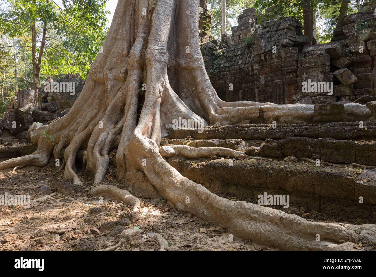 Ta Prohm, Angkor Wat, Cambodia, trees engulfing the temple structures ...