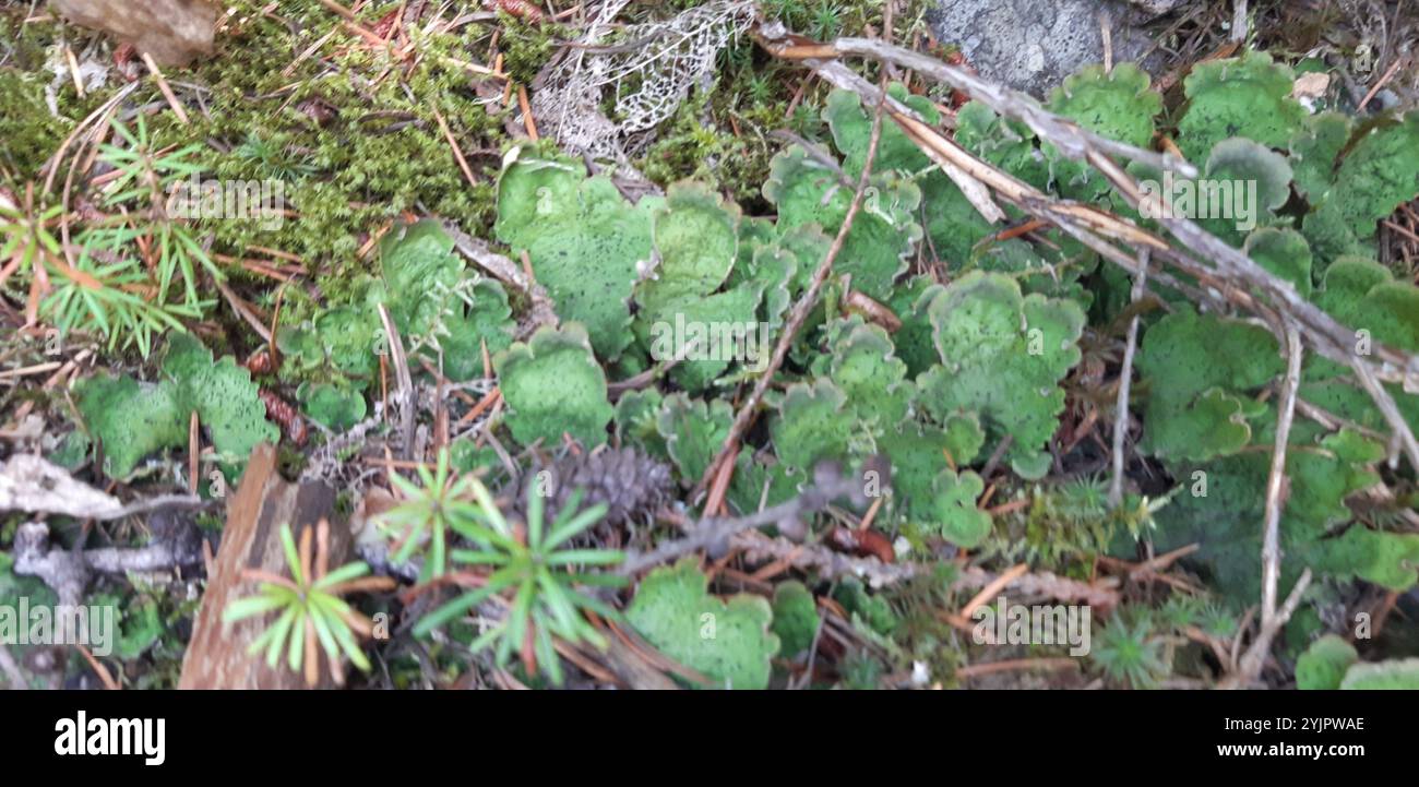 freckled pelt lichen (Peltigera aphthosa Stock Photo - Alamy