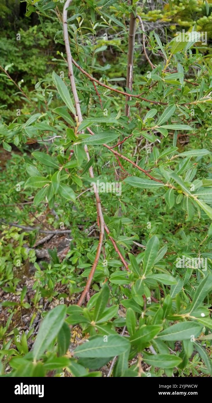 Sitka willow (Salix sitchensis Stock Photo - Alamy