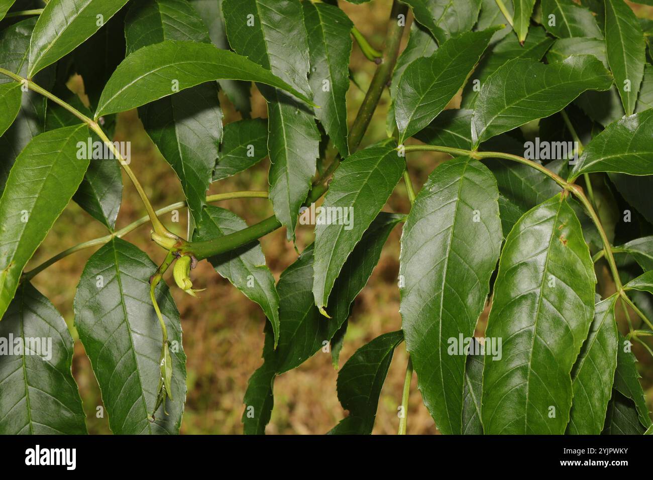 European ash (Fraxinus excelsior Stock Photo - Alamy