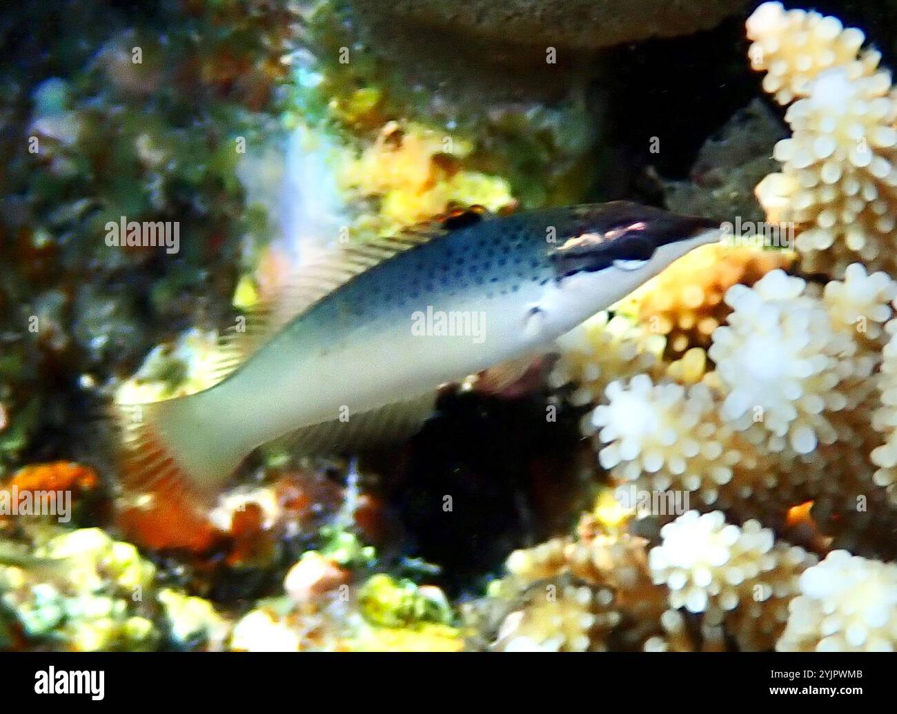 Red Sea Bird Wrasse (Gomphosus klunzingeri Stock Photo - Alamy