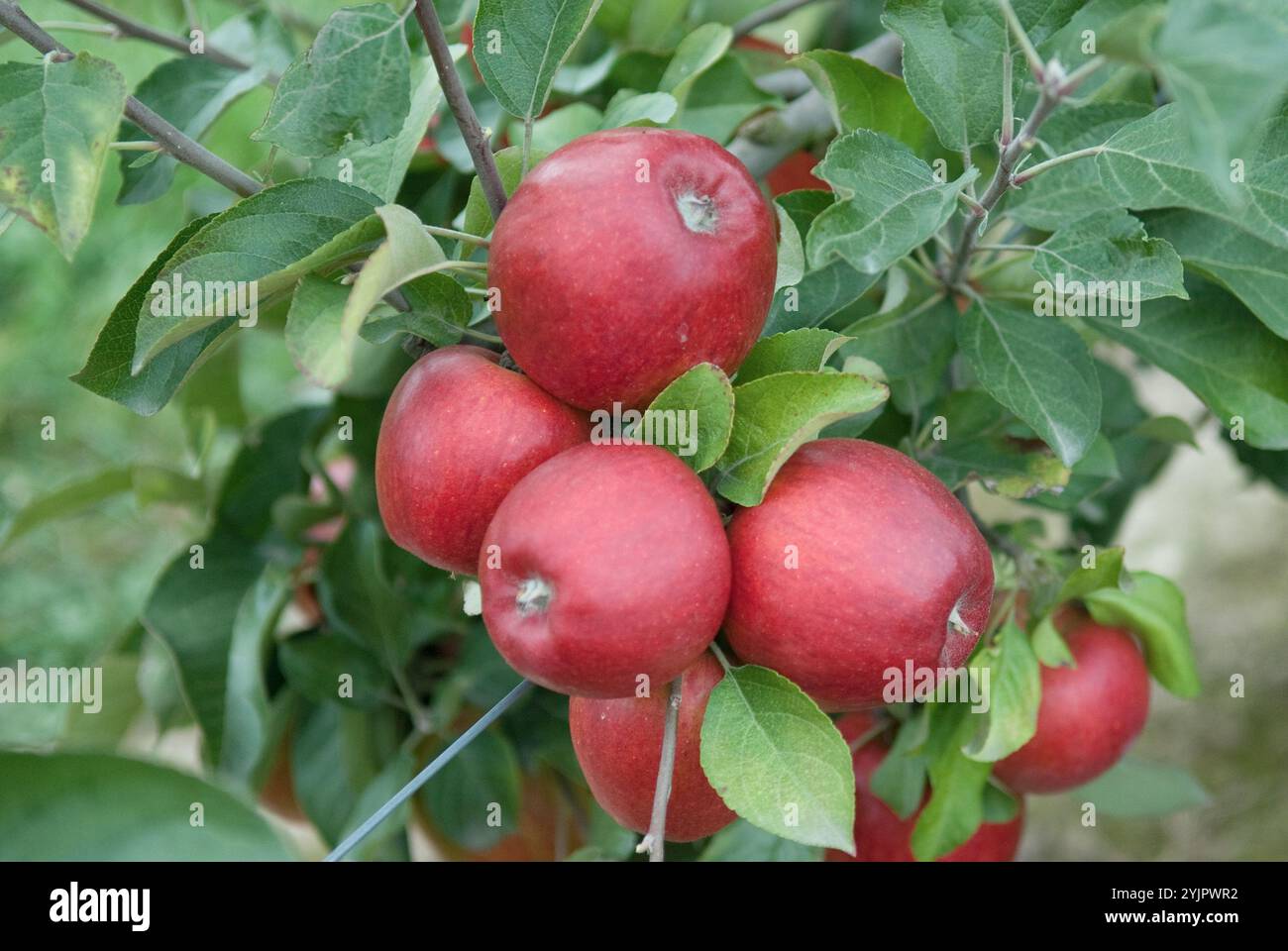 Apfel, Malus domestica Pilot, Apple, Malus domestica pilot Stock Photo ...