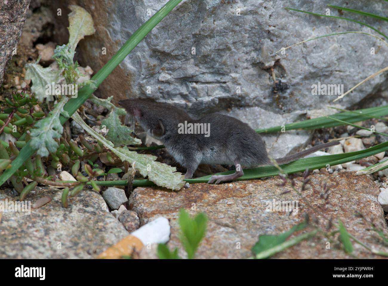 White toothed pygmy shrew suncus etruscus hi-res stock photography and ...