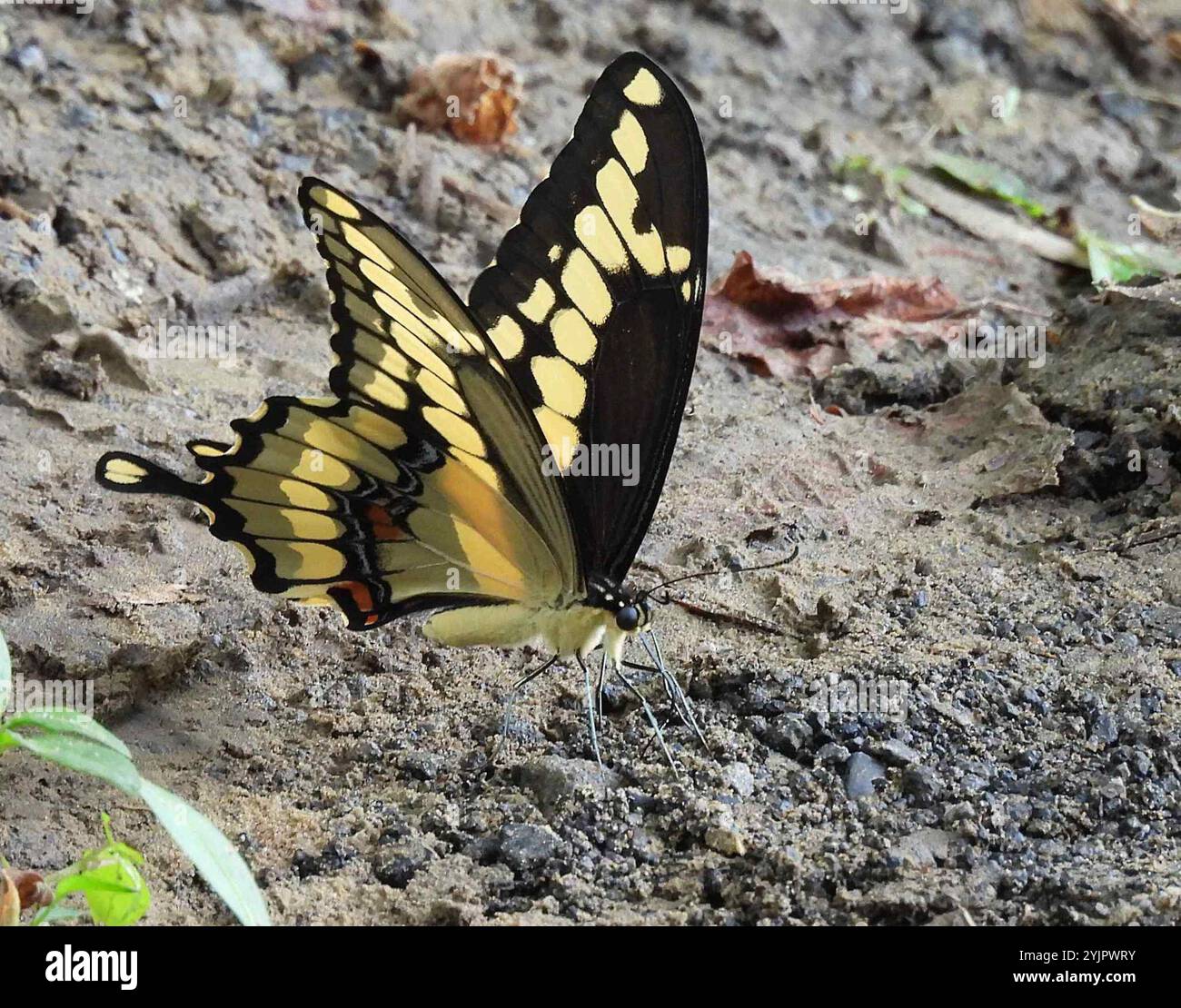 Eastern Giant Swallowtail (Heraclides cresphontes Stock Photo - Alamy
