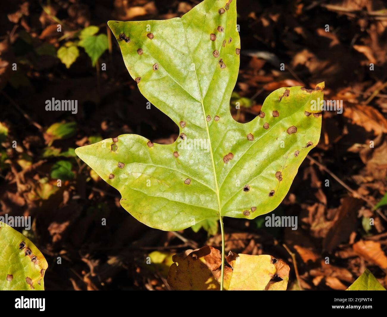 tulip tree leaf spot gall midge (Resseliella liriodendri Stock Photo ...