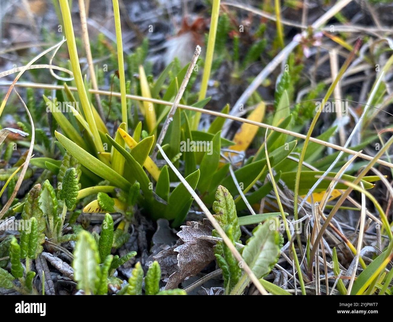 Scottish Asphodel (Tofieldia pusilla Stock Photo - Alamy