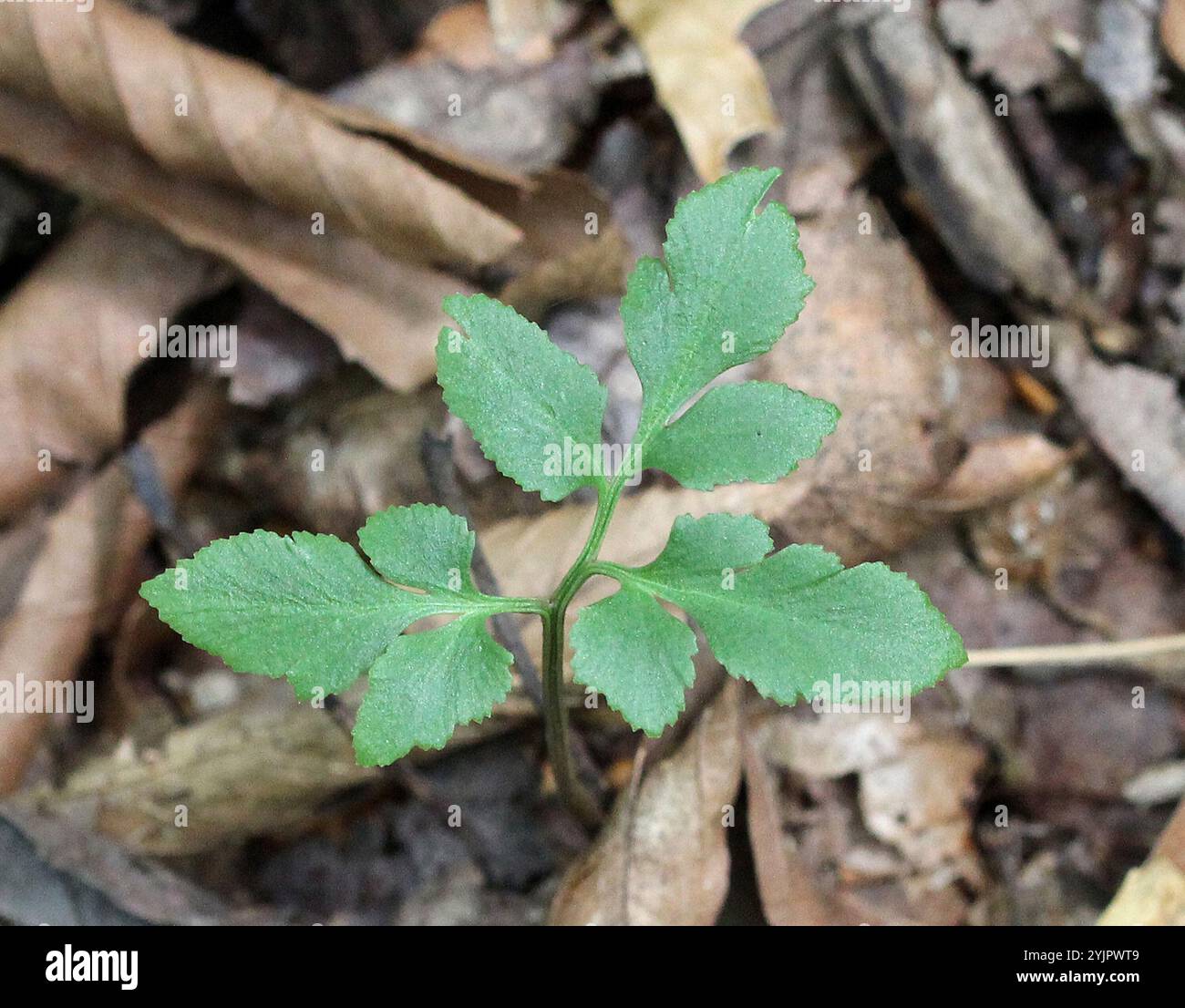 bronze fern (Sceptridium dissectum obliquum Stock Photo - Alamy