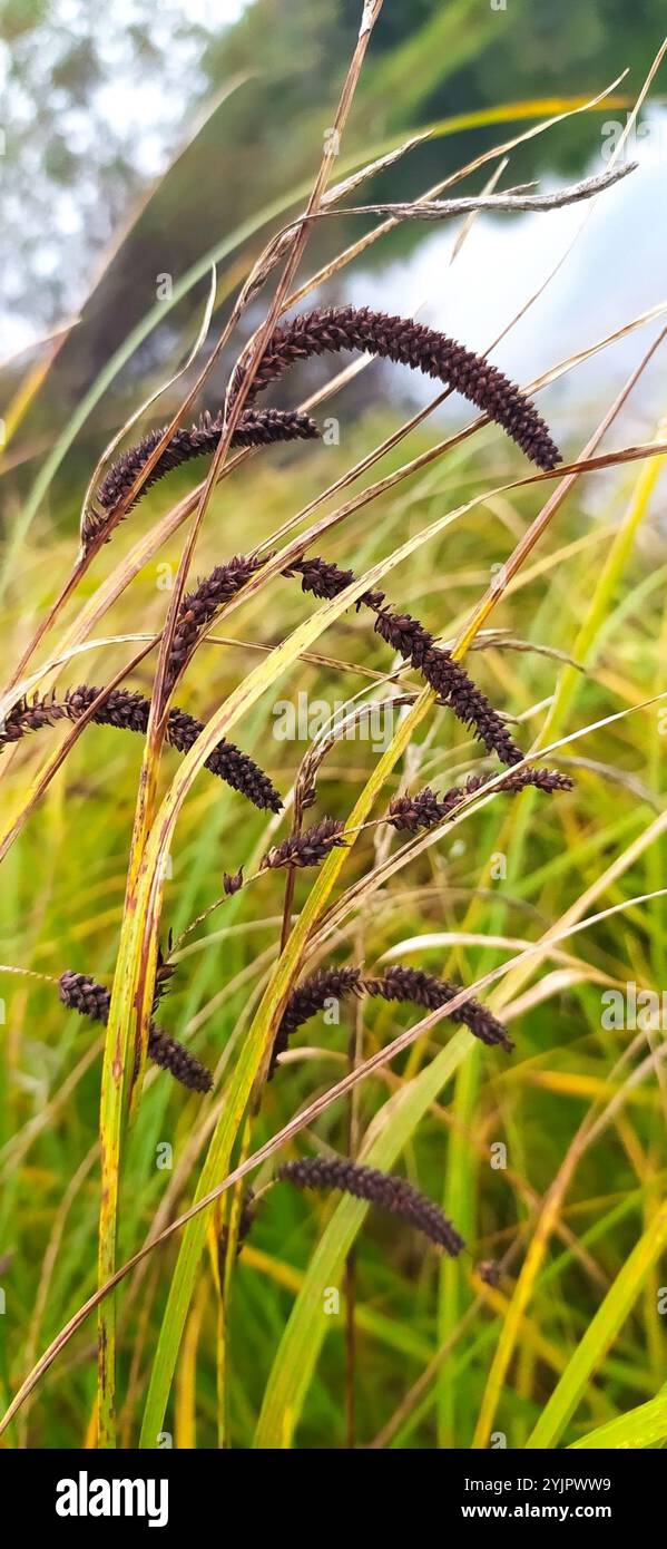 slender tufted-sedge (Carex acuta Stock Photo - Alamy