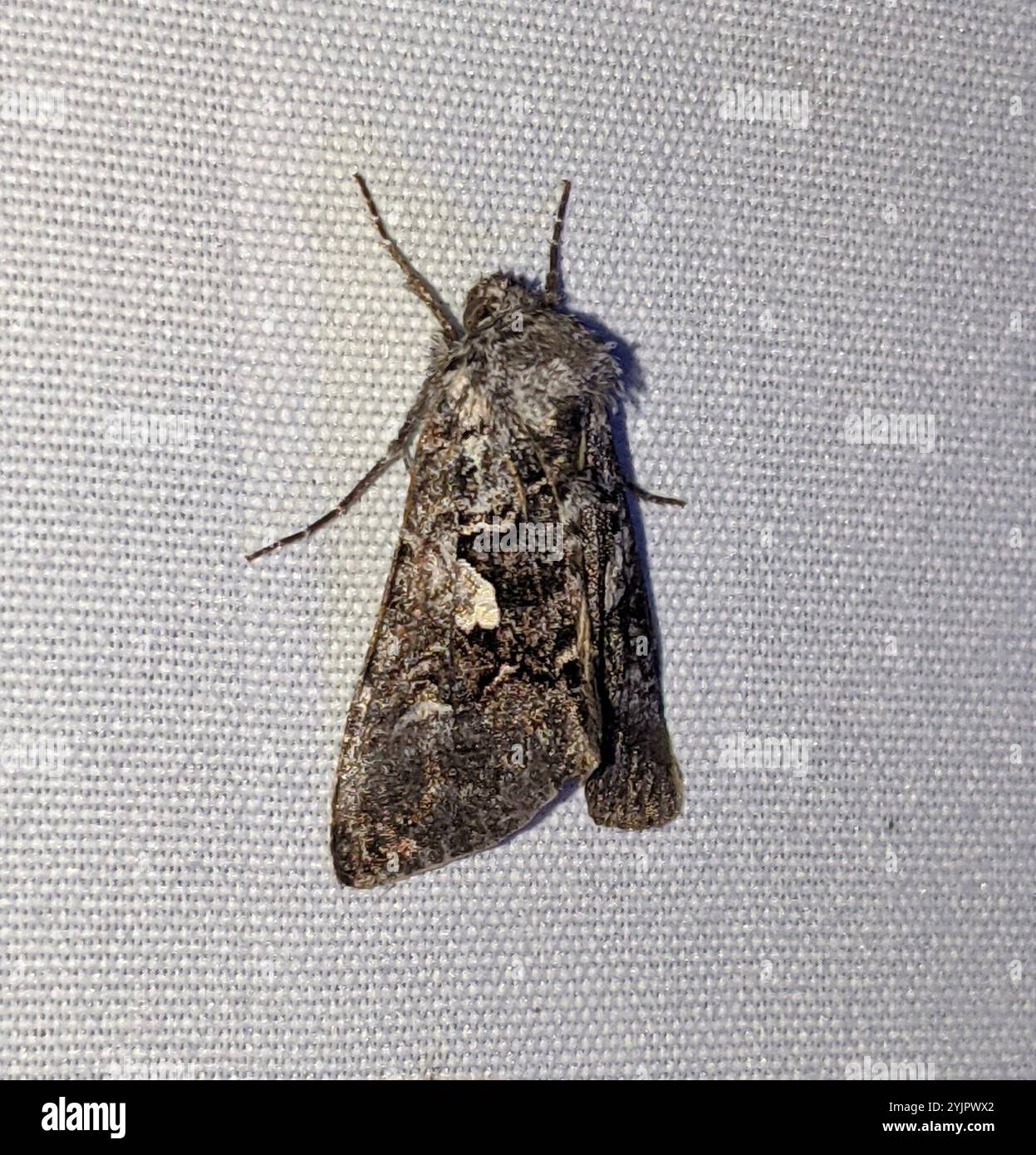 Plusiine Looper Moths (Plusiinae Stock Photo - Alamy