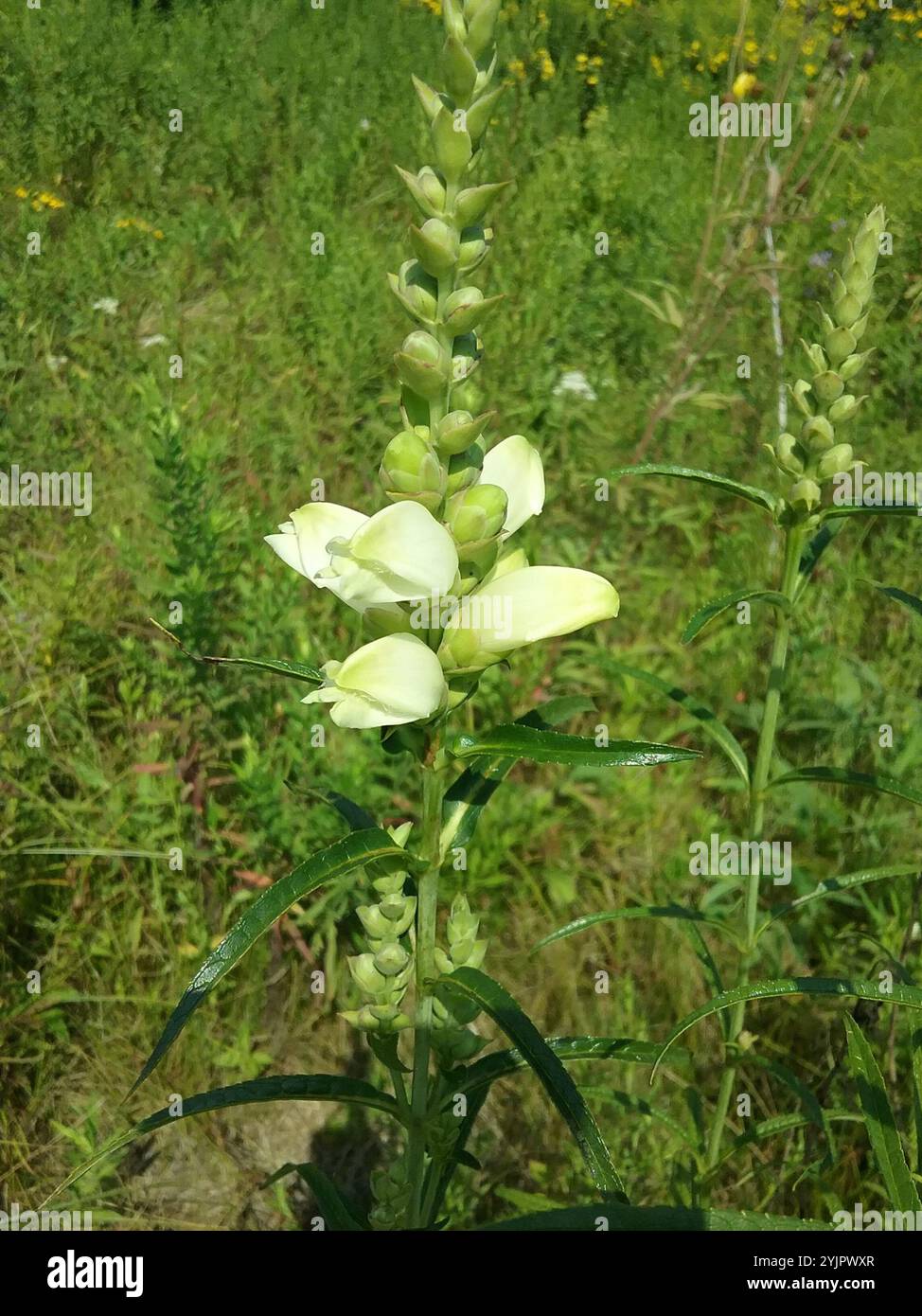 white turtlehead (Chelone glabra Stock Photo - Alamy